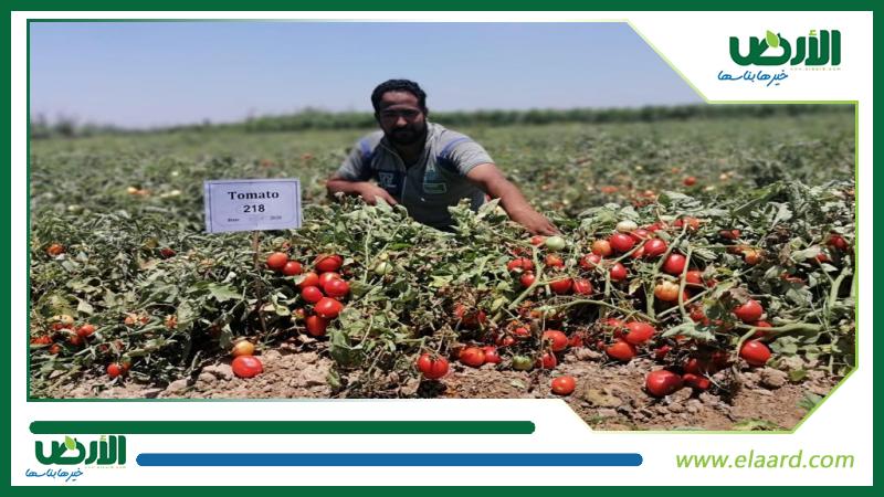 شركة المشروعات الزراعية ”دلتا” تفتتح محطة تجارب بذور ALH SEEDS | زراعة ...