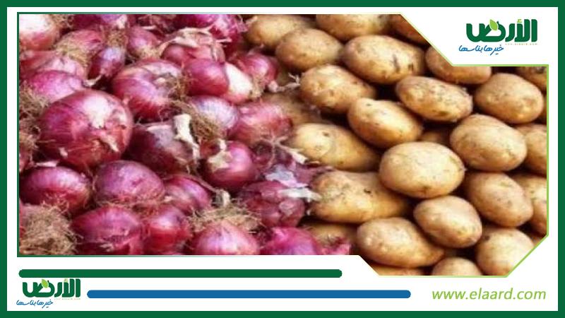 958 ألف طن صادرات البطاطس والبصل وزيادة 30 بـ5 محاصيل تسويق وتصدير