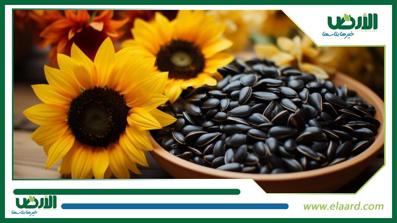 أسعار بذور الشمس في أوكرانيا تستمر في الارتفاع | تقارير | الأرض